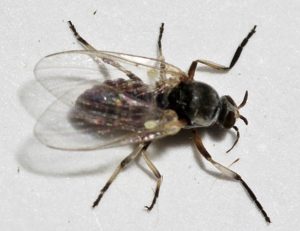 Kriebelmücken: Bekämpfen, Verbreitung und vor Stich/Biss schützen